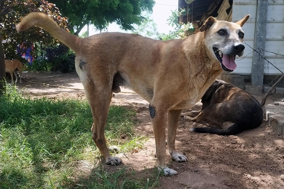 Humane Animal Society | Animals | Chemba