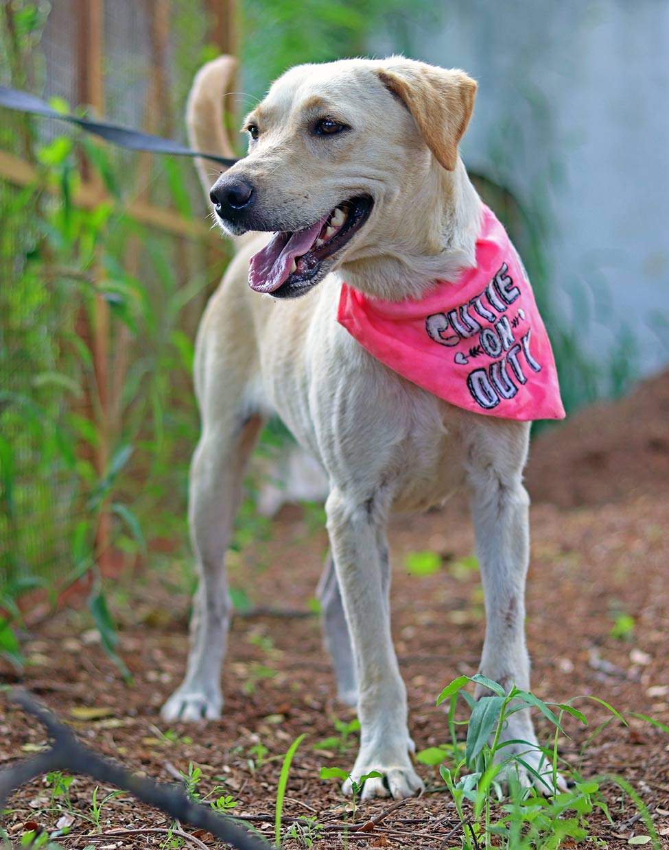 Humane Animal Society | Animals | Helena
