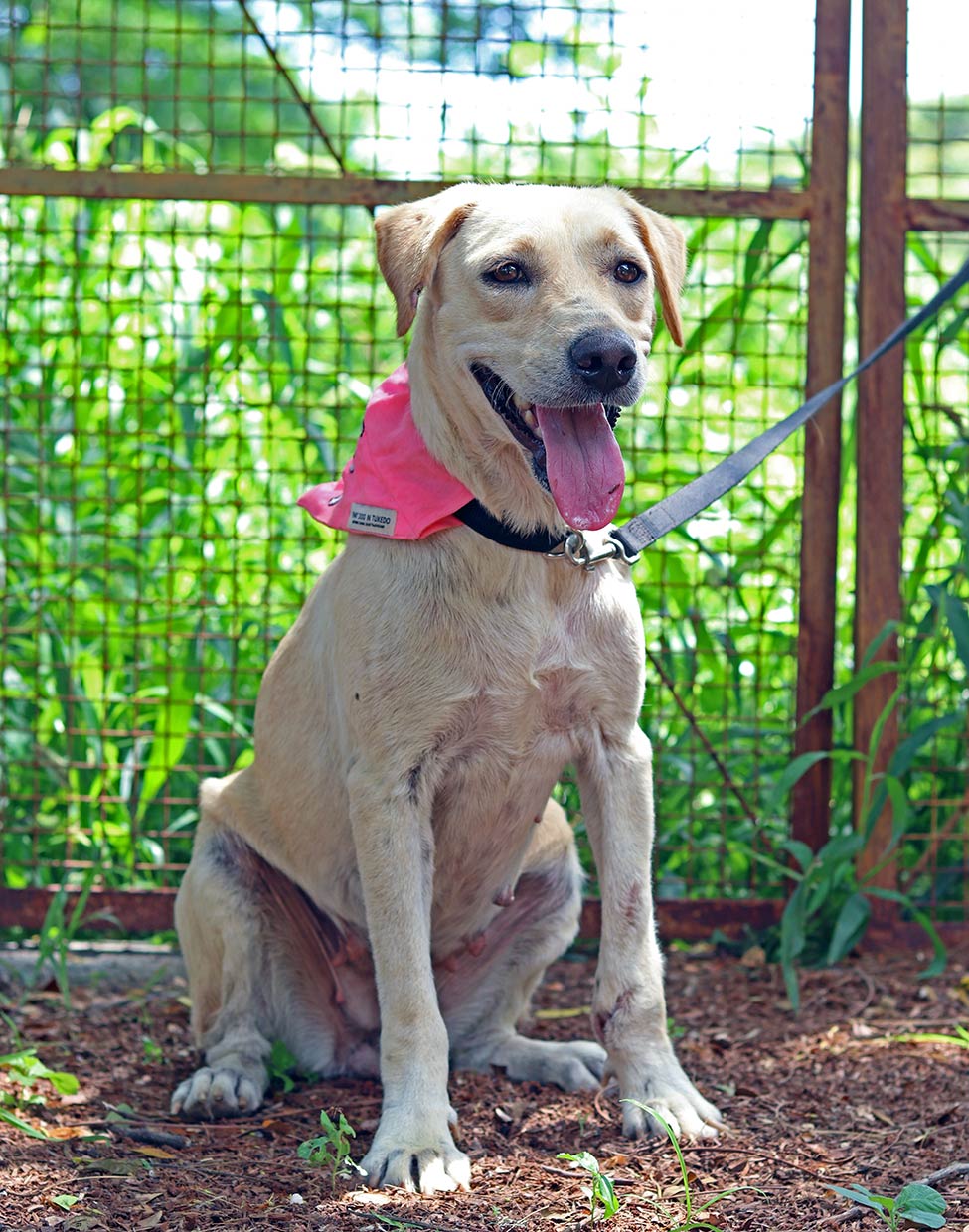 Humane Animal Society | Animals | Helena