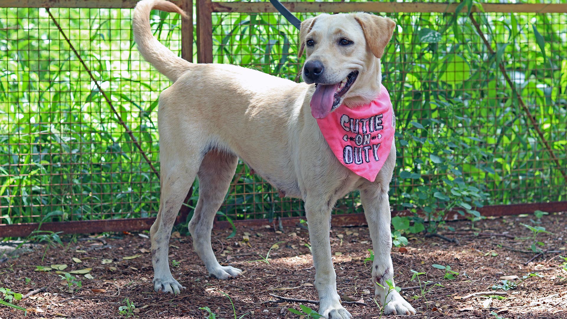 Humane Animal Society | Animals | Helena