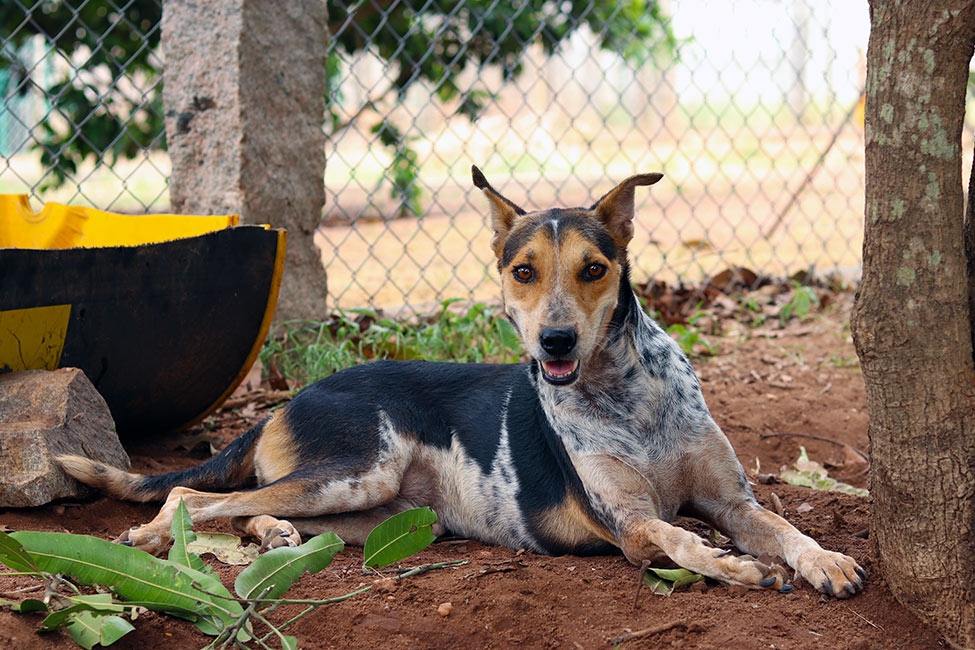 Humane Animal Society | Animals | Kurinji