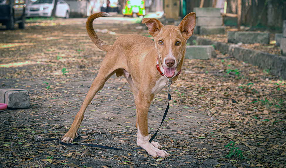 Humane Animal Society | Animals | Simba