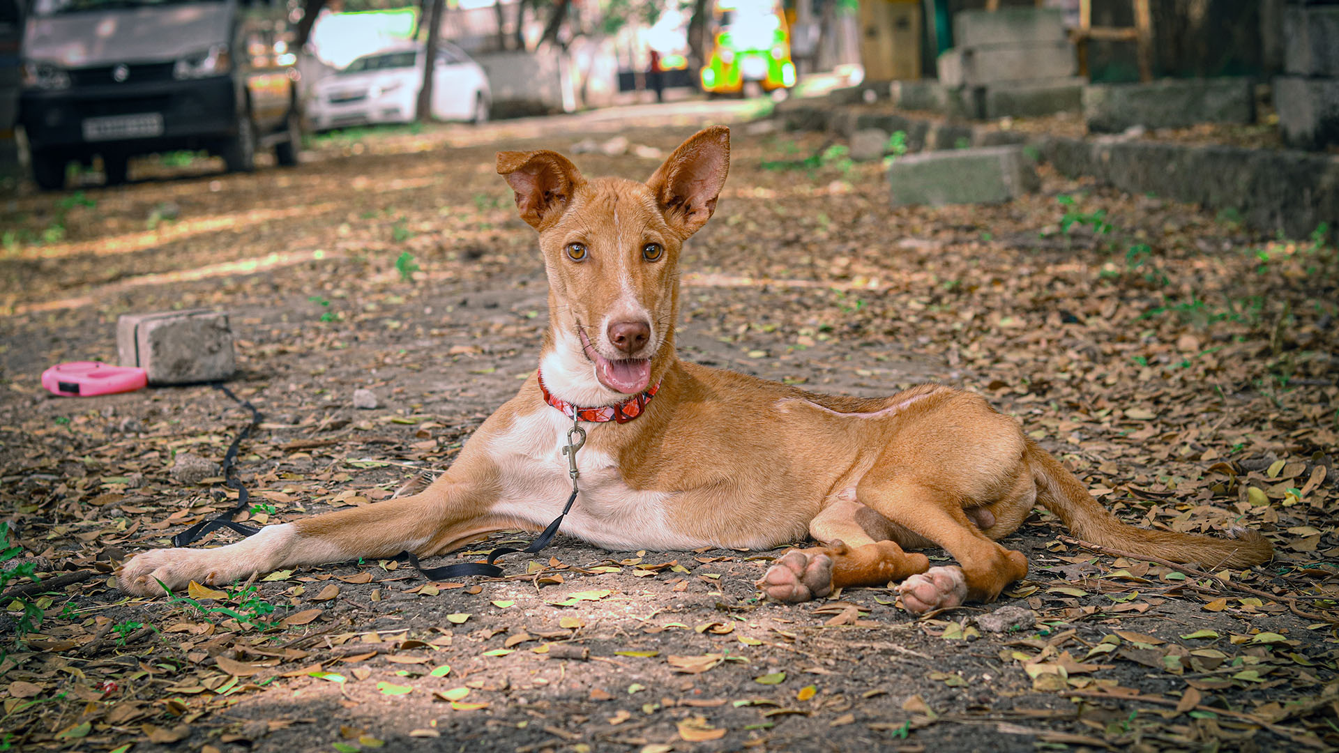 Humane Animal Society | Animals | Simba